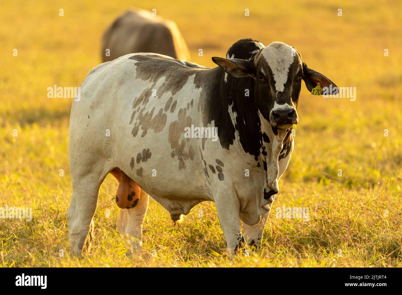 Portrait of bull in pasture at sunset Stock Photo - Alamy