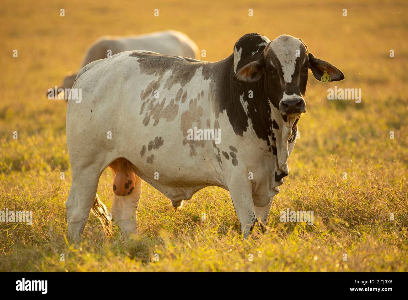 Portrait of bull in pasture at sunset Stock Photo - Alamy