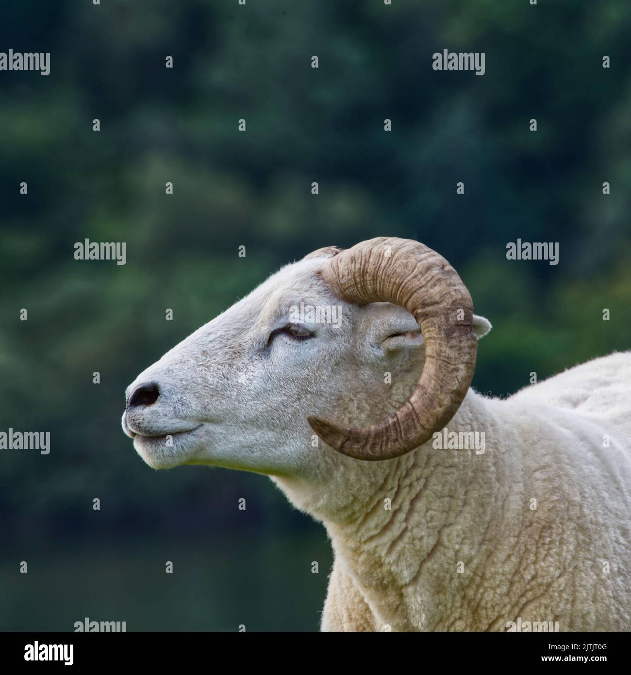 Handsome sheep breed hi-res stock photography and images - Alamy
