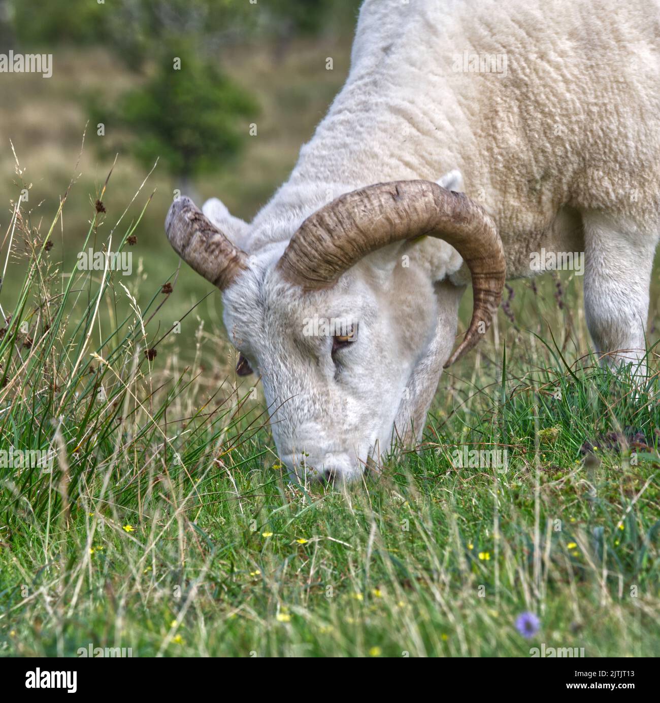 Sheep breeds hi-res stock photography and images - Alamy