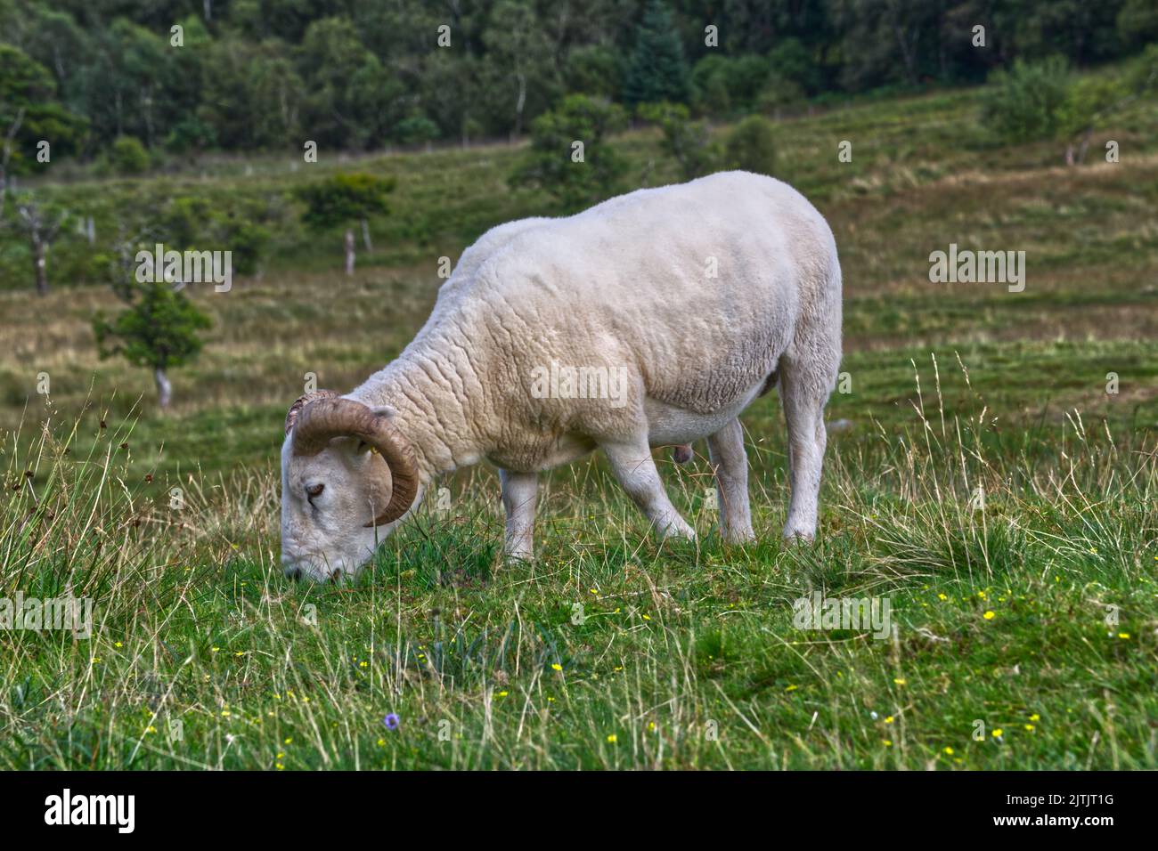 Wiltshire Horn Sheep Stock Photo - Alamy