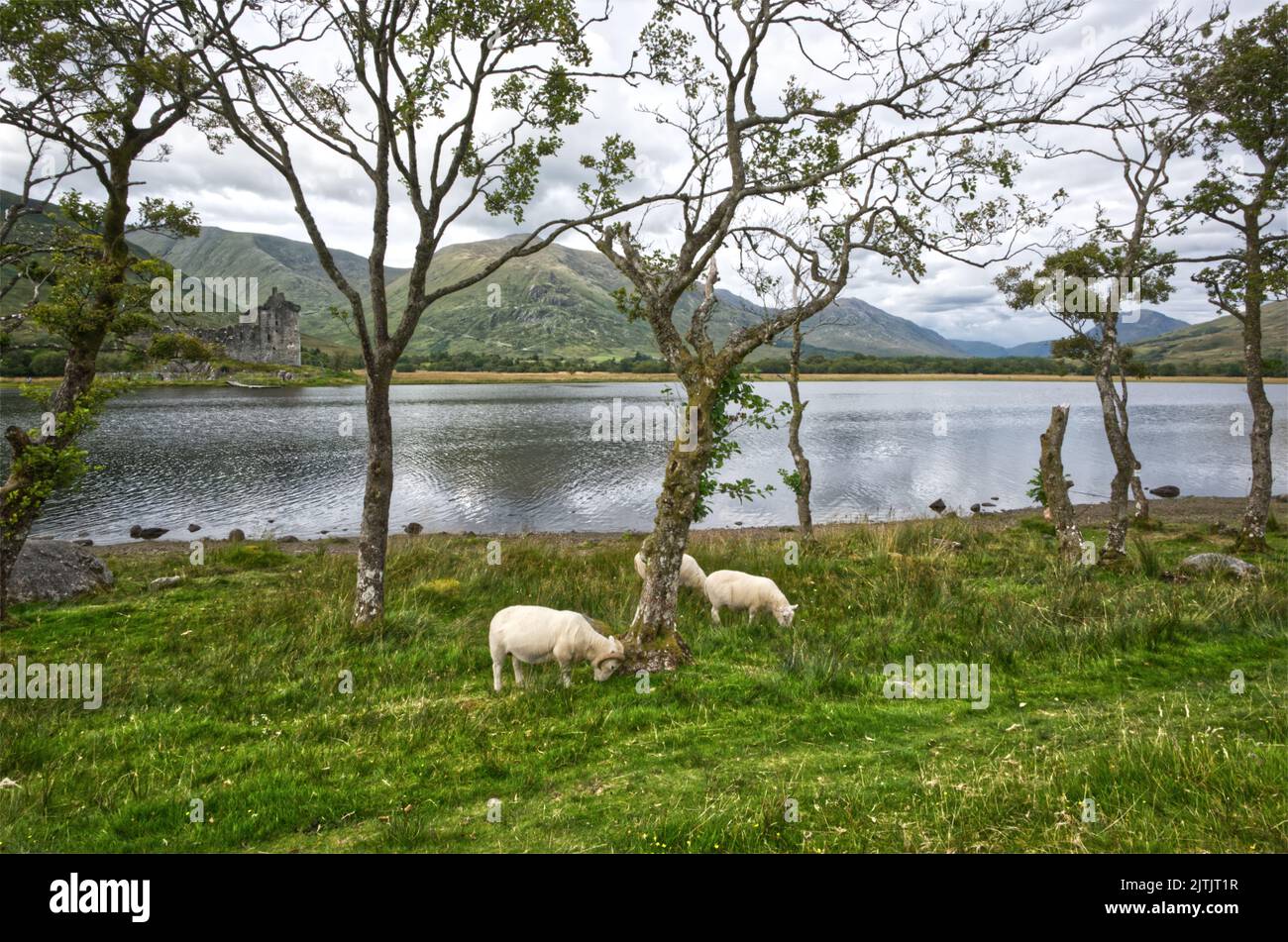 Predominant sheep breeds in south england hi-res stock photography and ...