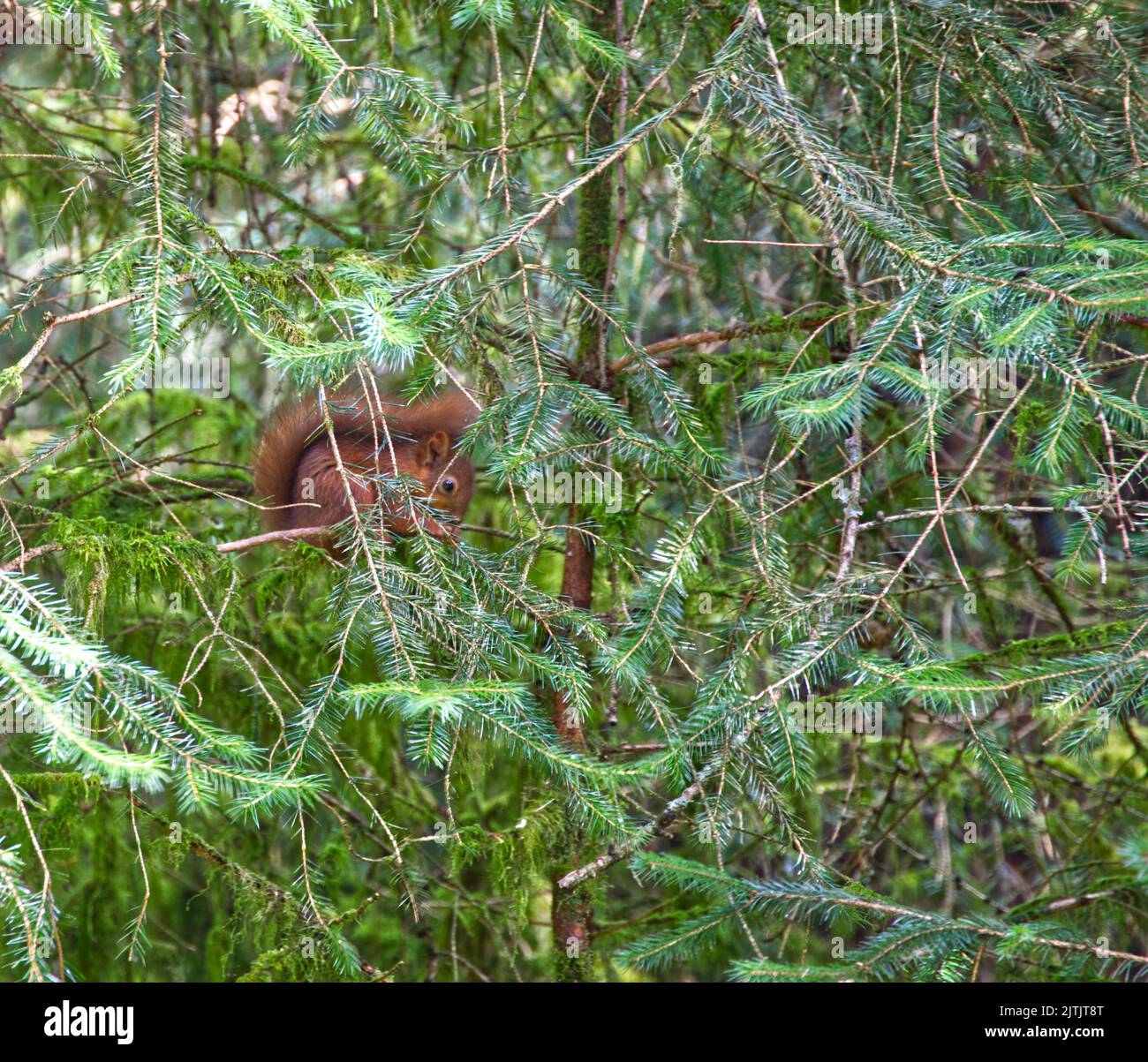 Kit red squirrel hi-res stock photography and images - Alamy