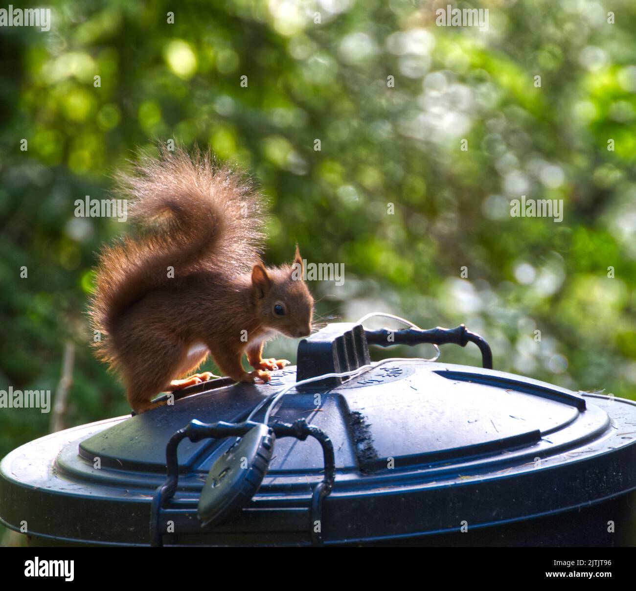 Kit red squirrel hi-res stock photography and images - Alamy