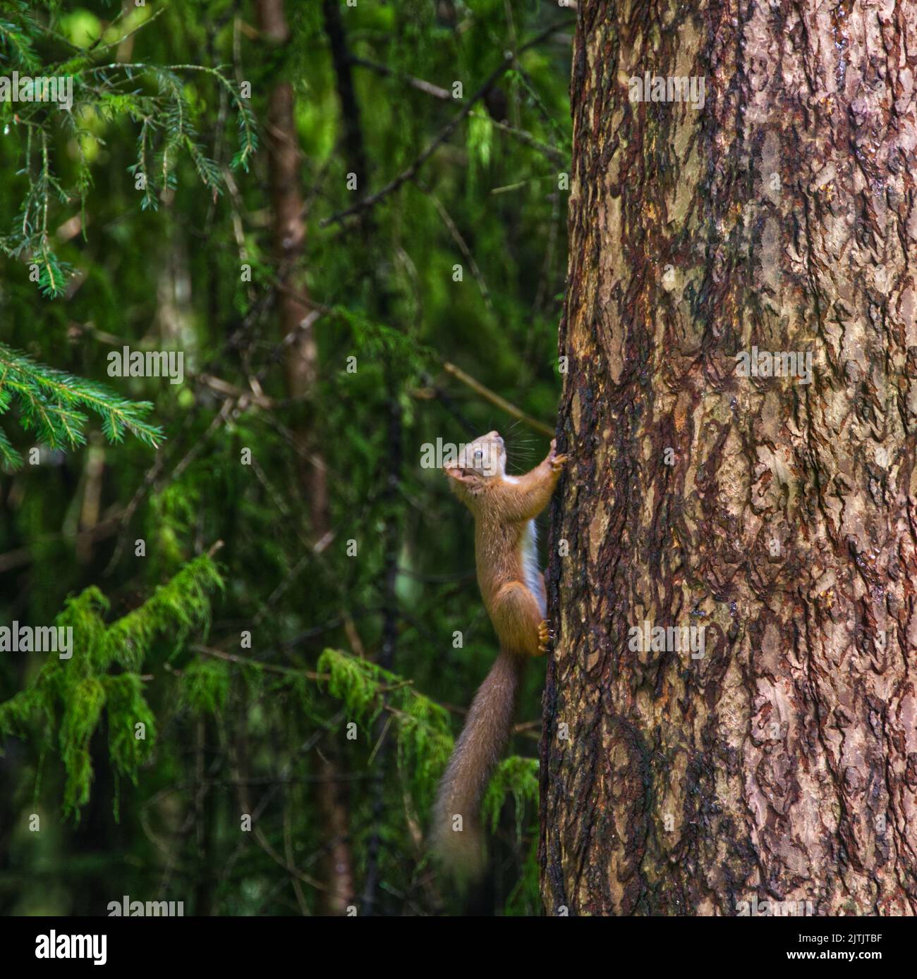 Kit red squirrel hi-res stock photography and images - Alamy