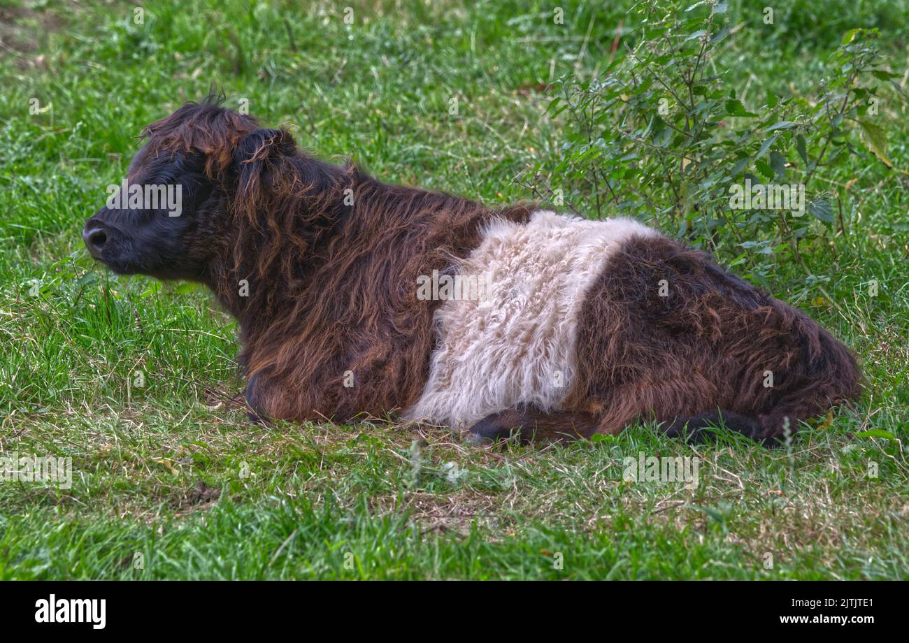 Highland cow and bull fight hi-res stock photography and images - Alamy