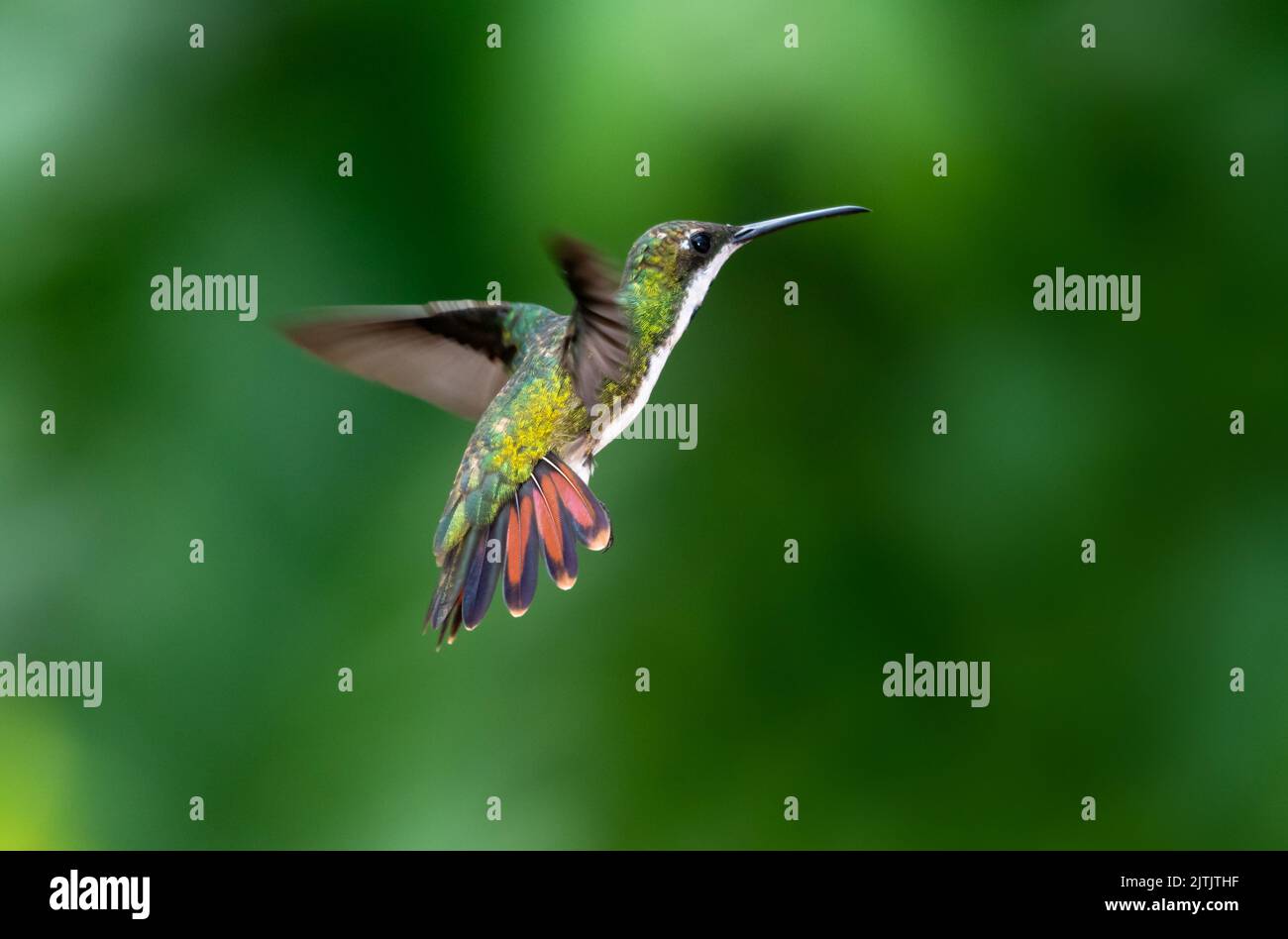 Tropical hummingbird hovering in the rainforest with her orange tail ...