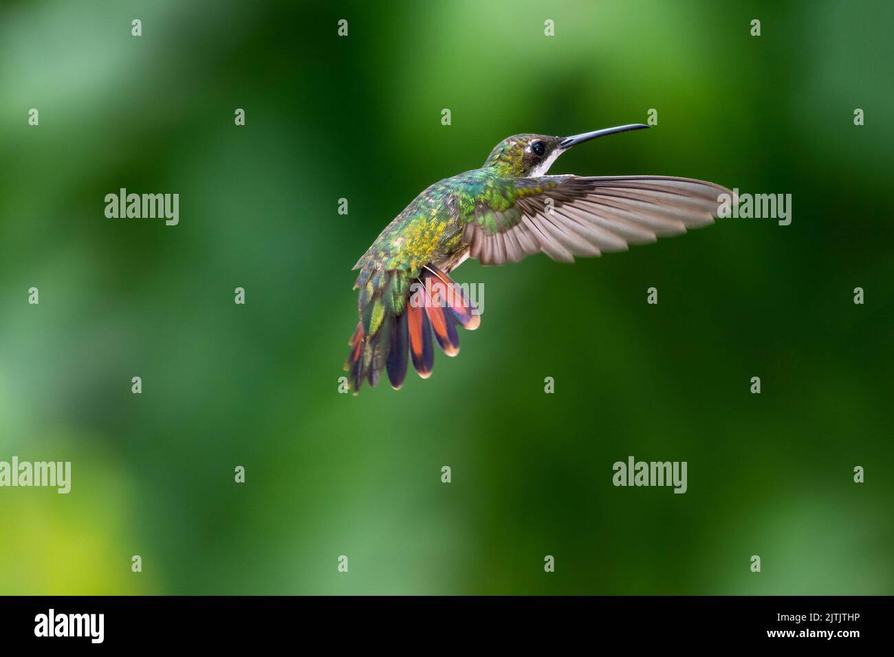 Tropical hummingbird hovering in the rainforest with her orange tail ...