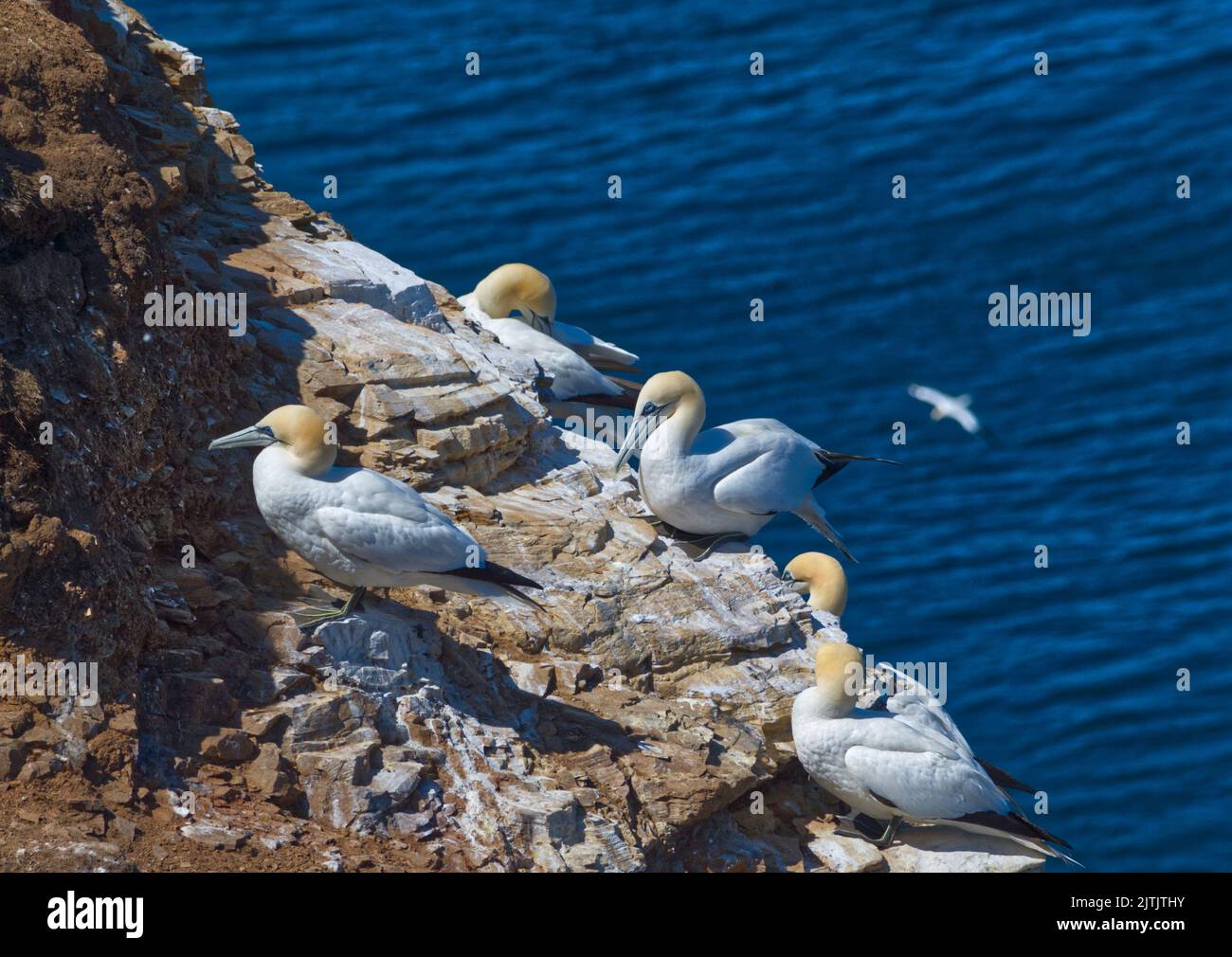 Courtship pose of the northern gannet hi-res stock photography and ...