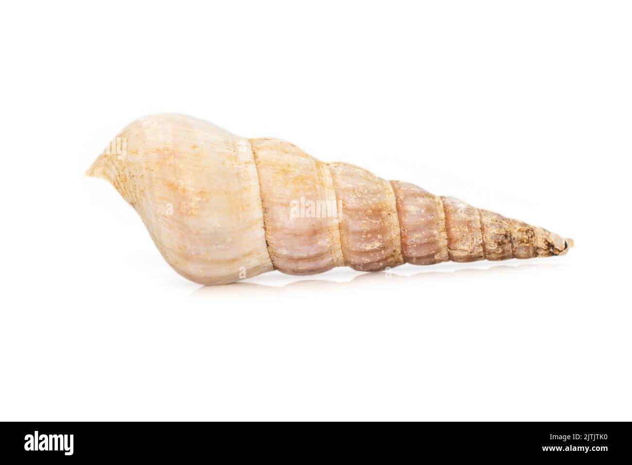 Image of rhinoclavis aspera is a species of sea snail, a marine ...