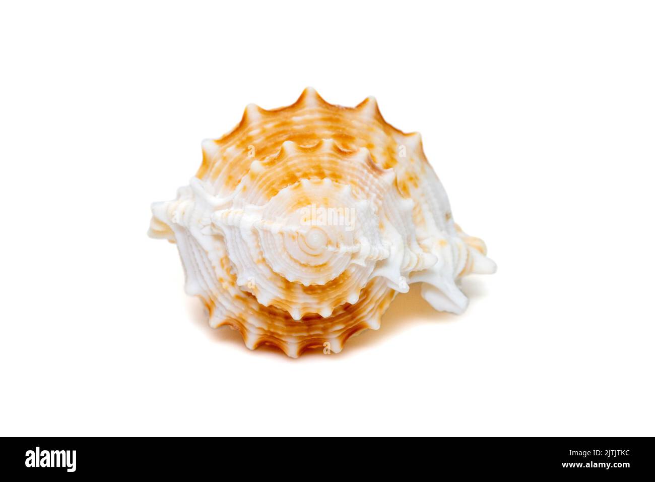 Image of bufonaria rana sea shell is a species of sea snail, a marine ...