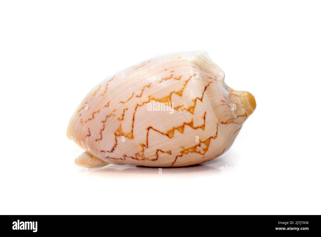 Image of cymbiola nobilis sea shell is a marine gastropod mollusk in ...
