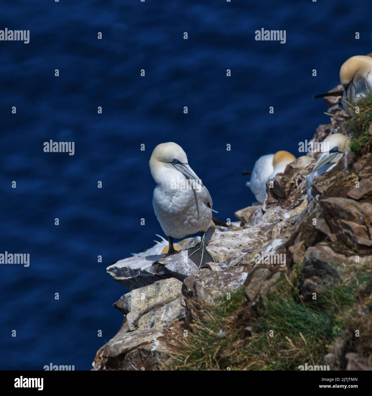 Mating pose hi-res stock photography and images - Alamy