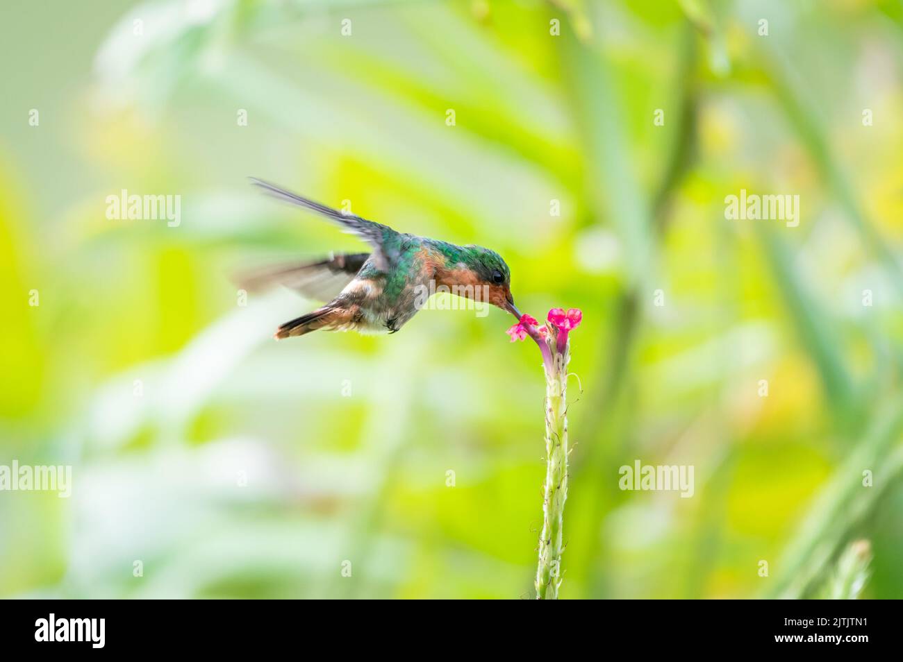 Small, Tufted Coquette hummingbird in flight drinking nectar from a ...