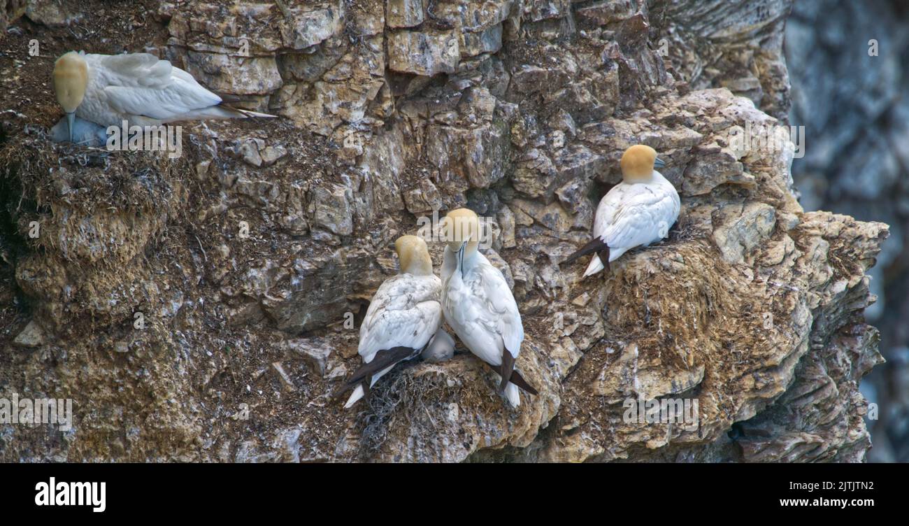 Courtship pose of the northern gannet hi-res stock photography and ...