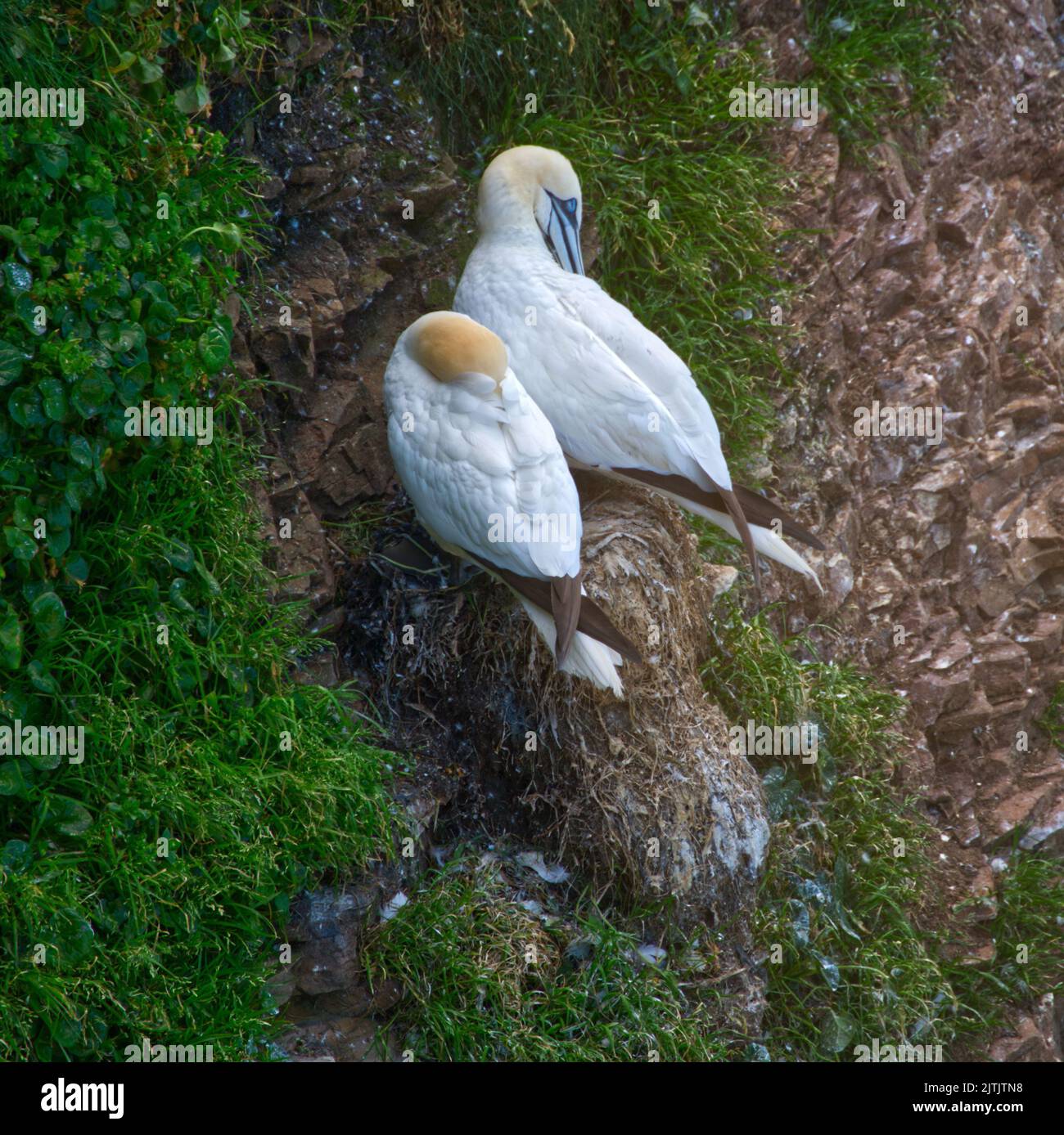 Northern Gannets Stock Photo - Alamy