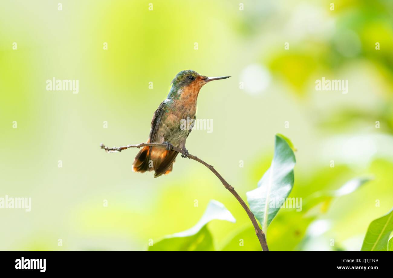 Small Tufted Coquette hummingbird perched in the sunlight in the ...