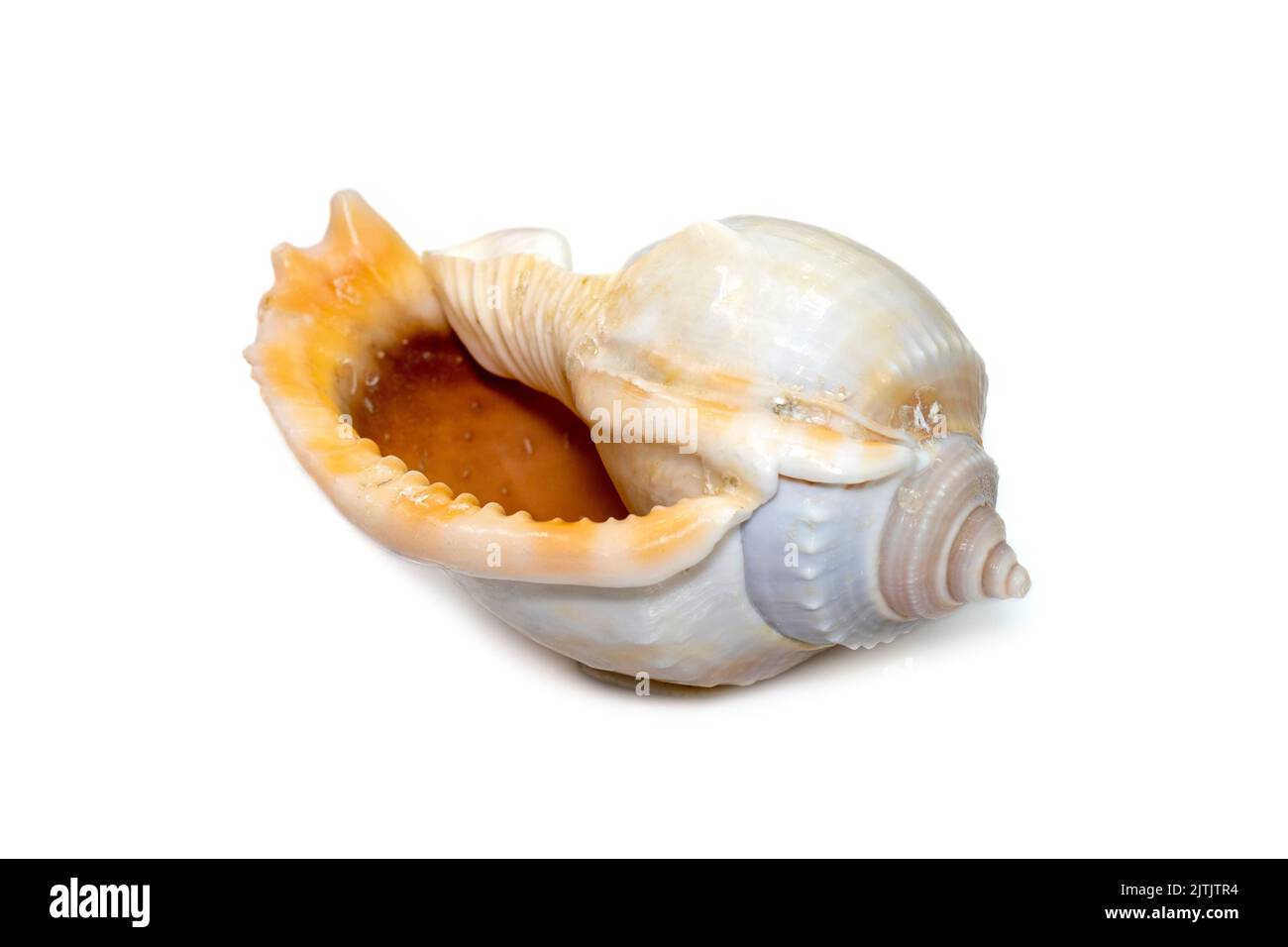 Image of phalium glaucum shell, common name the grey bonnet or glaucus ...
