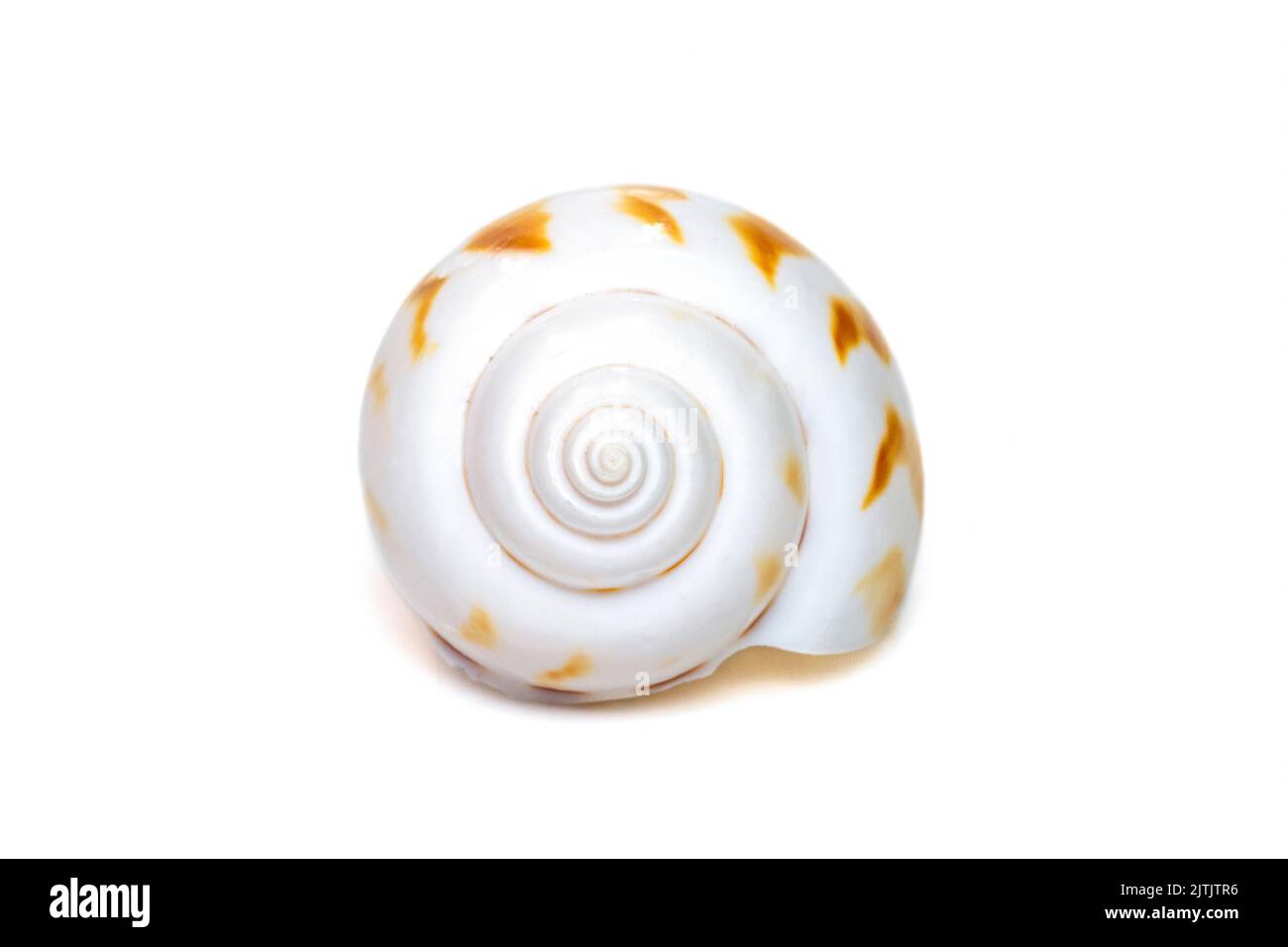 Image of babylonia areolata is a species of sea snail, a marine ...