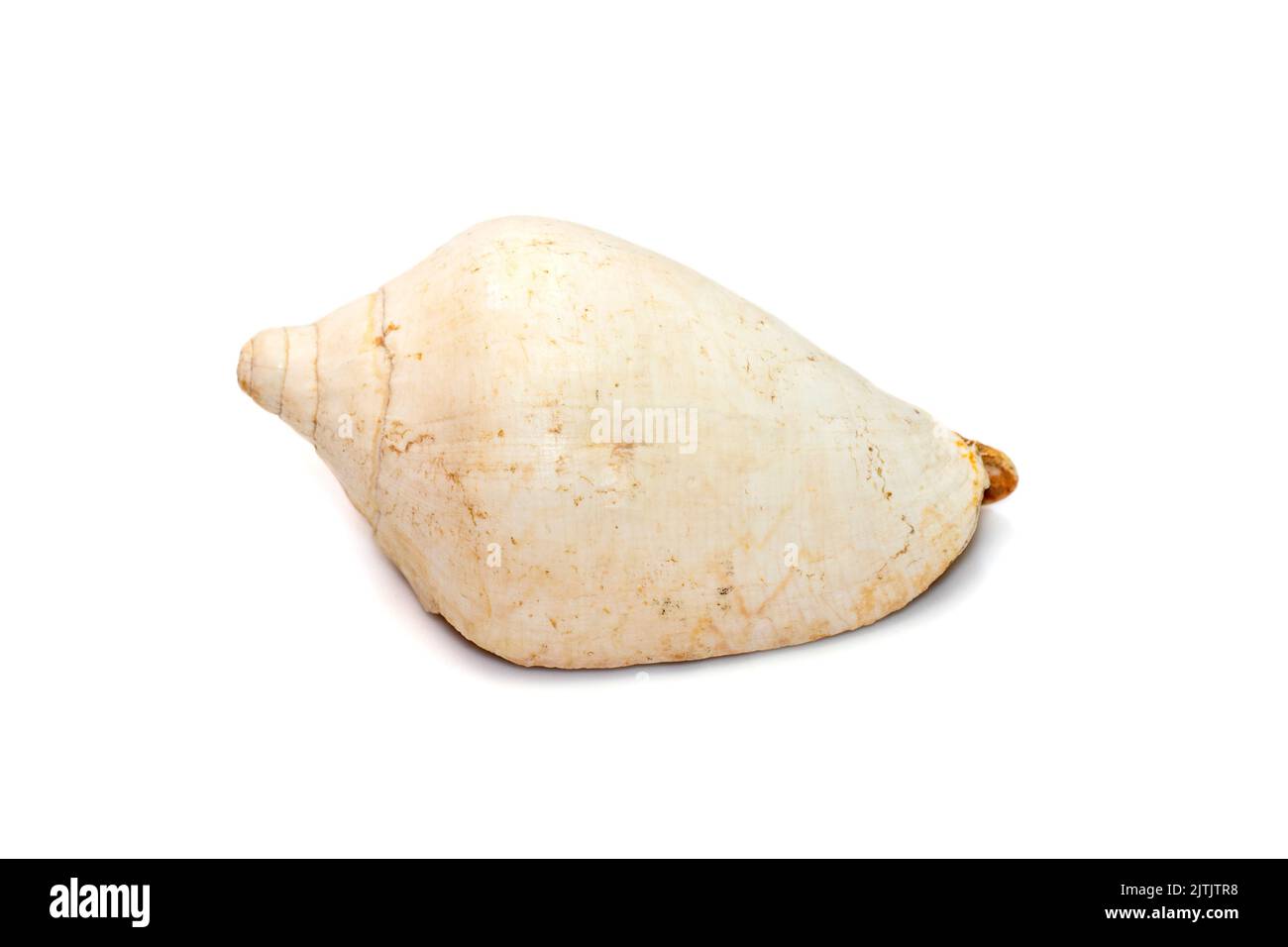 Image of white conch shell isolated on white background. Undersea ...