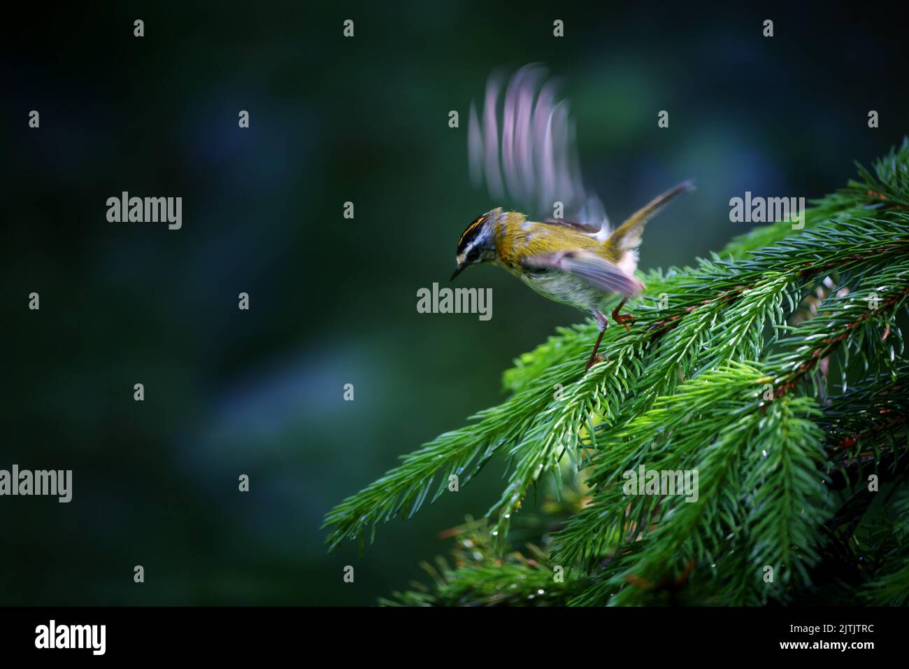 The common firecrest, also known as the firecrest Stock Photo - Alamy
