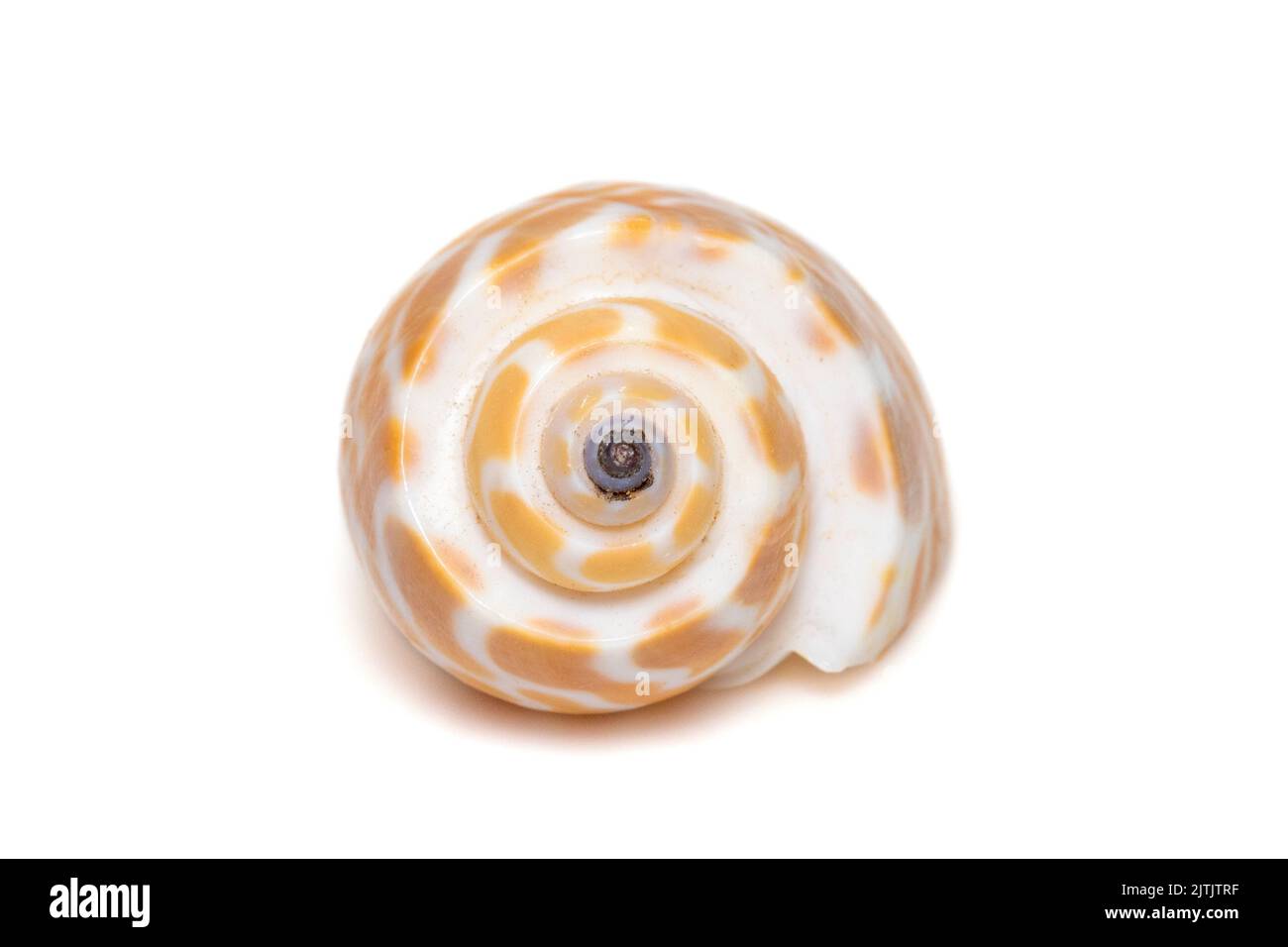 Image of babylonia spirata, common name the Spiral Babylon, is a ...