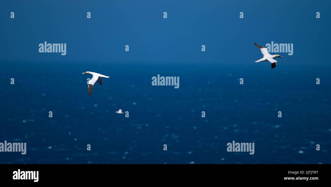 Courtship pose of the northern gannet hi-res stock photography and ...