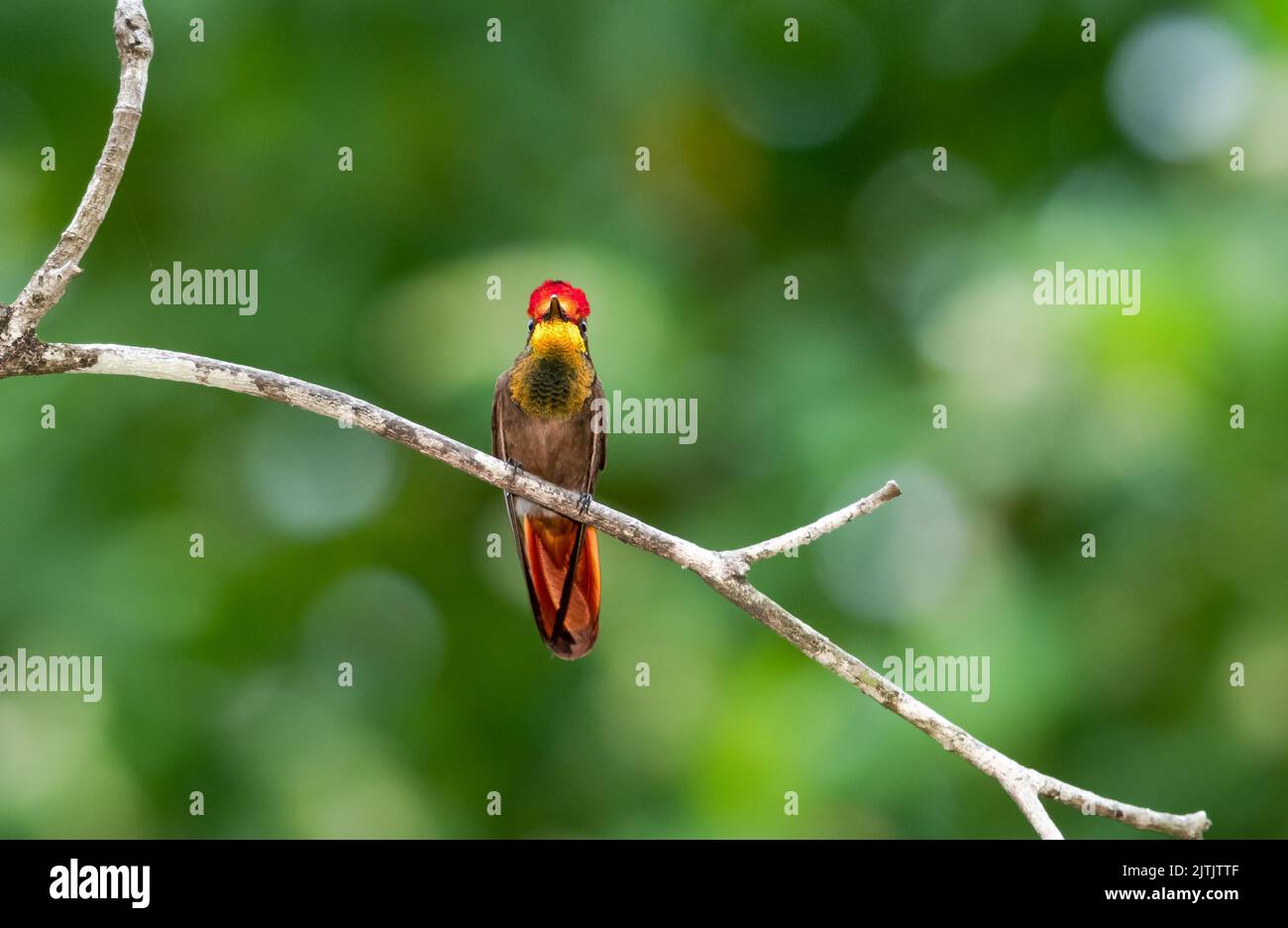 Hummingbirds gold background hi-res stock photography and images - Alamy