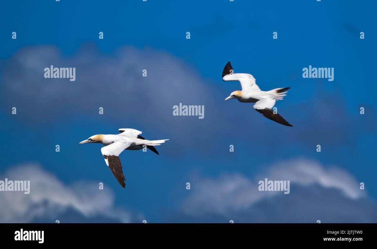 Courtship pose of the northern gannet hi-res stock photography and ...