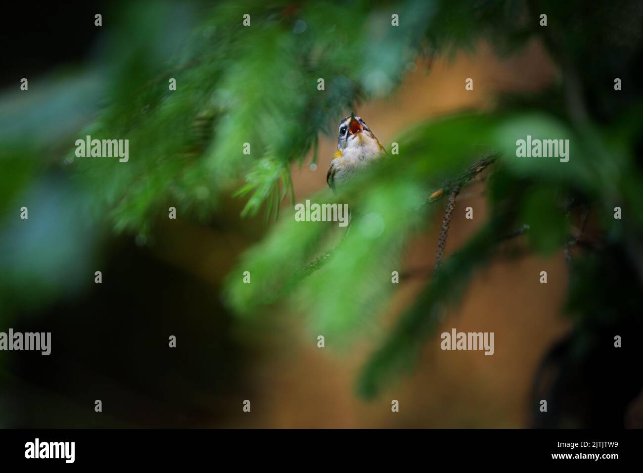 The common firecrest, also known as the firecrest Stock Photo - Alamy