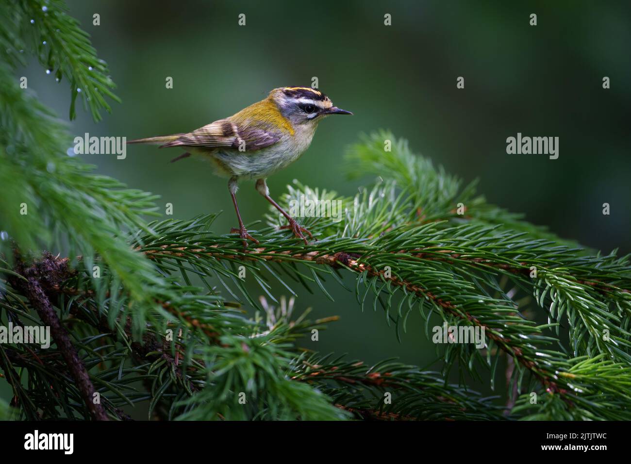The common firecrest, also known as the firecrest Stock Photo - Alamy