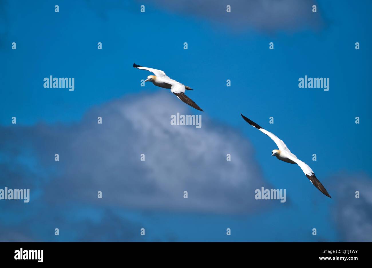 Mating ritual of the northern gannet hi-res stock photography and ...