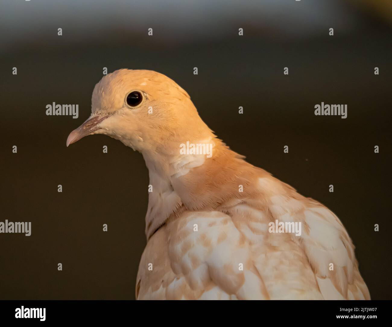 Side profile of a Collared Dove Stock Photo - Alamy