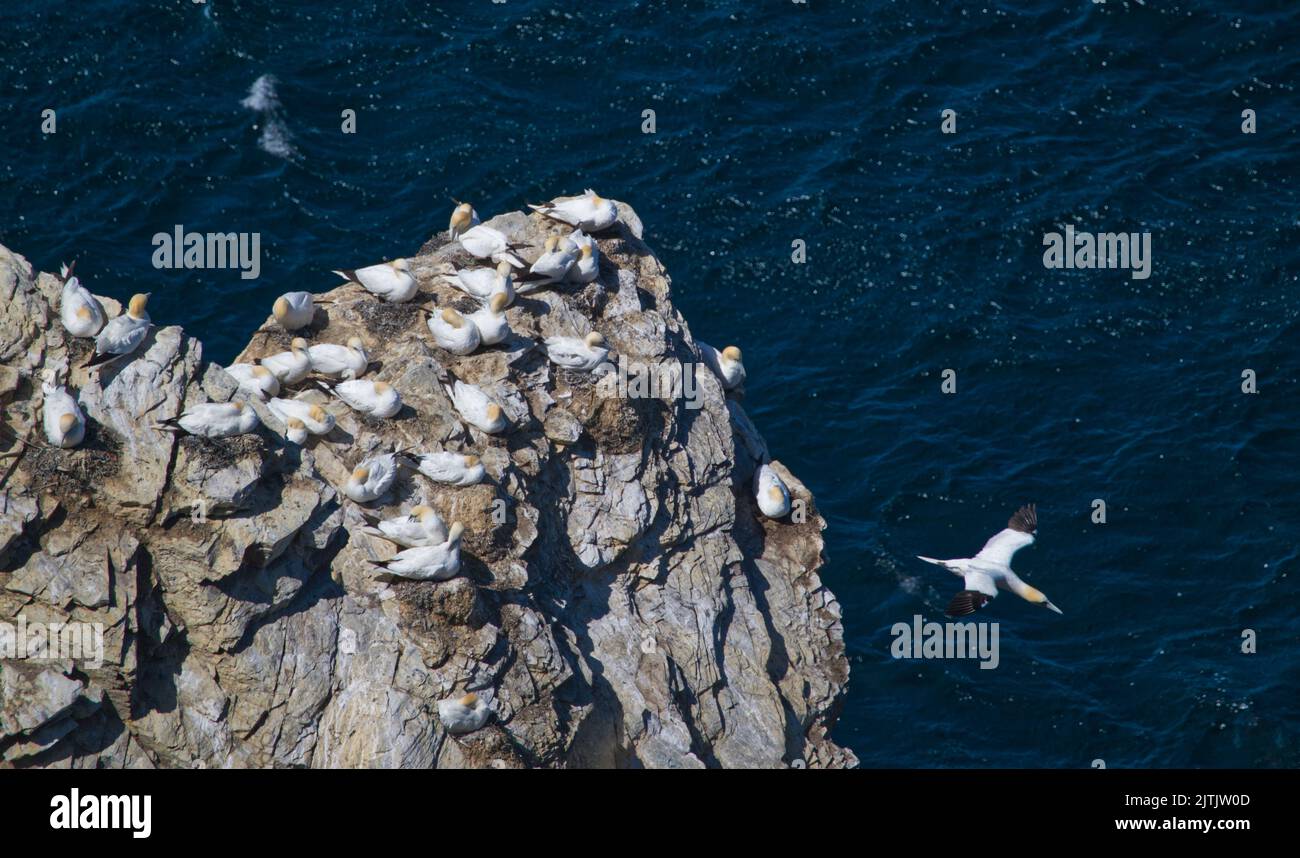 Mating ritual of the northern gannet hi-res stock photography and ...