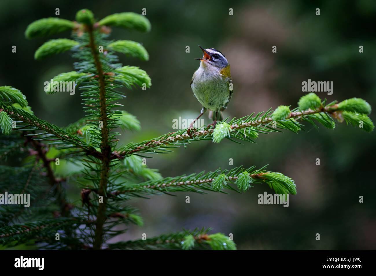 The common firecrest, also known as the firecrest Stock Photo - Alamy