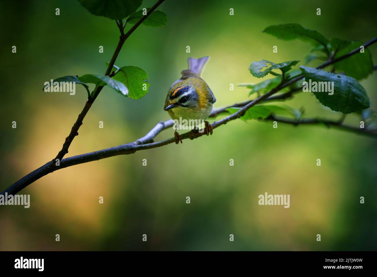 The common firecrest, also known as the firecrest Stock Photo - Alamy