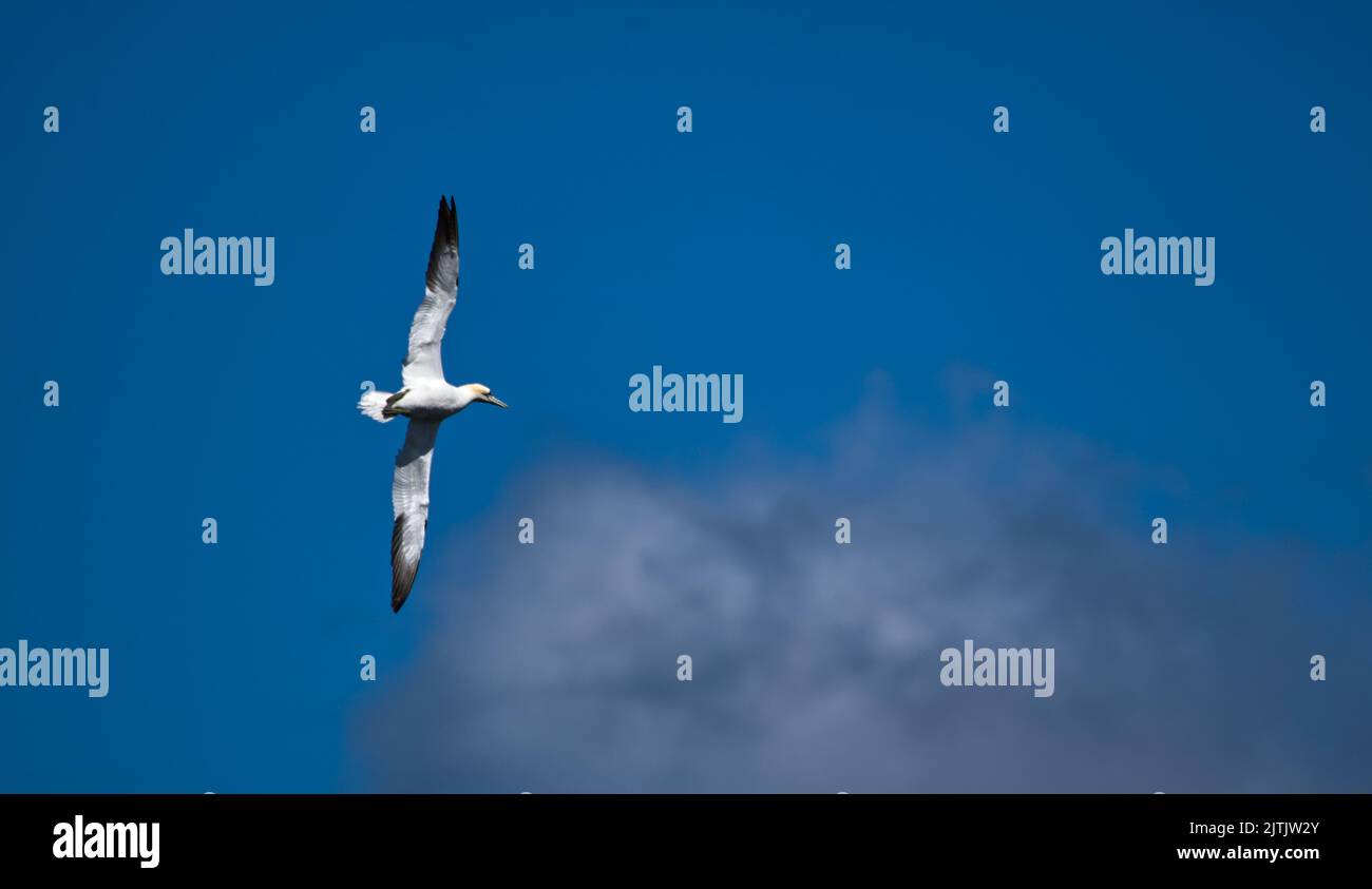 Mating ritual of the northern gannet hi-res stock photography and ...