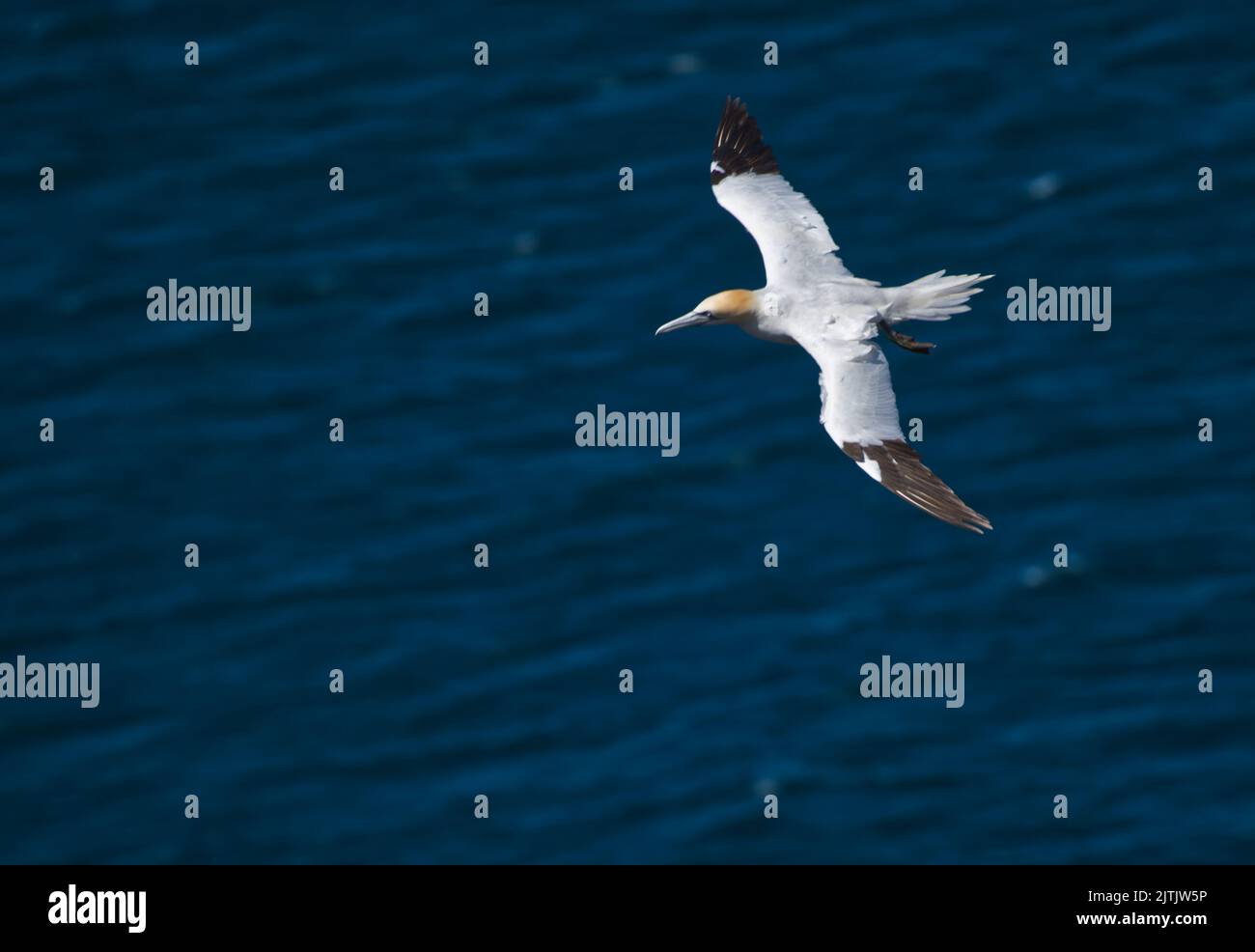 Courtship pose of the northern gannet hi-res stock photography and ...