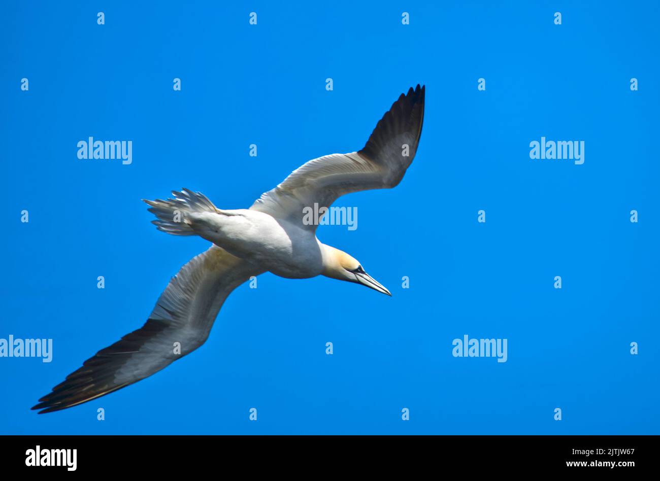 Northern Gannets Stock Photo - Alamy