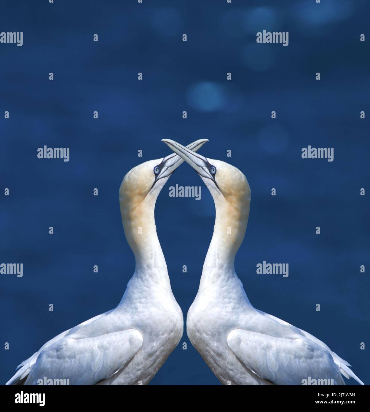 Courtship pose of the northern gannet hi-res stock photography and ...