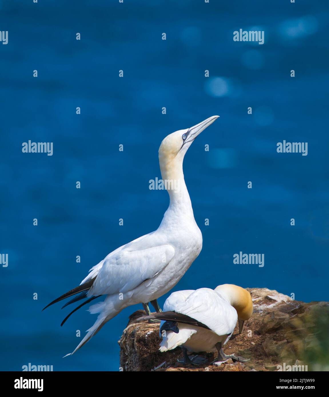 Courtship pose of the northern gannet hi-res stock photography and ...