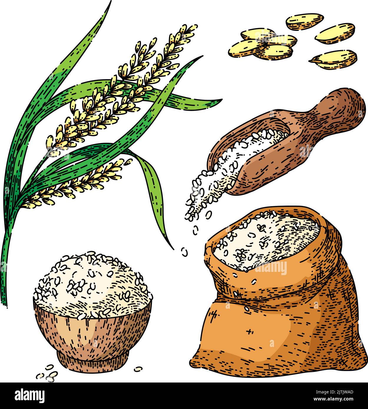 rice grain set sketch hand drawn vector Stock Vector Image & Art - Alamy rice grain set sketch hand drawn vector Stock Vector Image & Art - Alamy