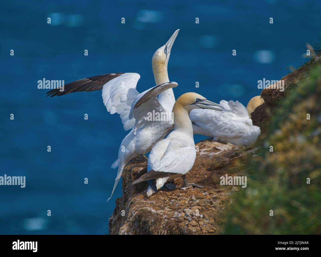 Mating ritual of the northern gannet hi-res stock photography and ...