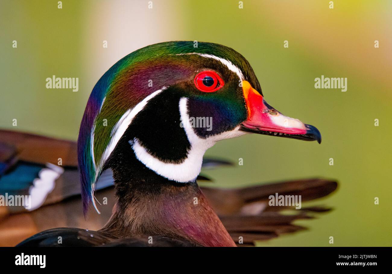 Beautiful portrait of a colourful duck Stock Photo - Alamy