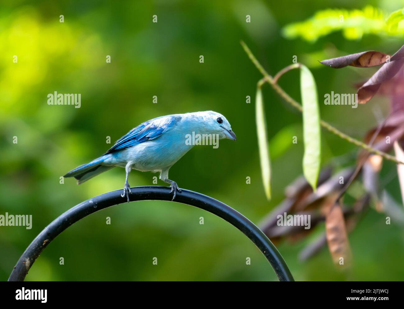 Pretty Blue-gray Tanager bird perched in a Caribbean garden in morning ...