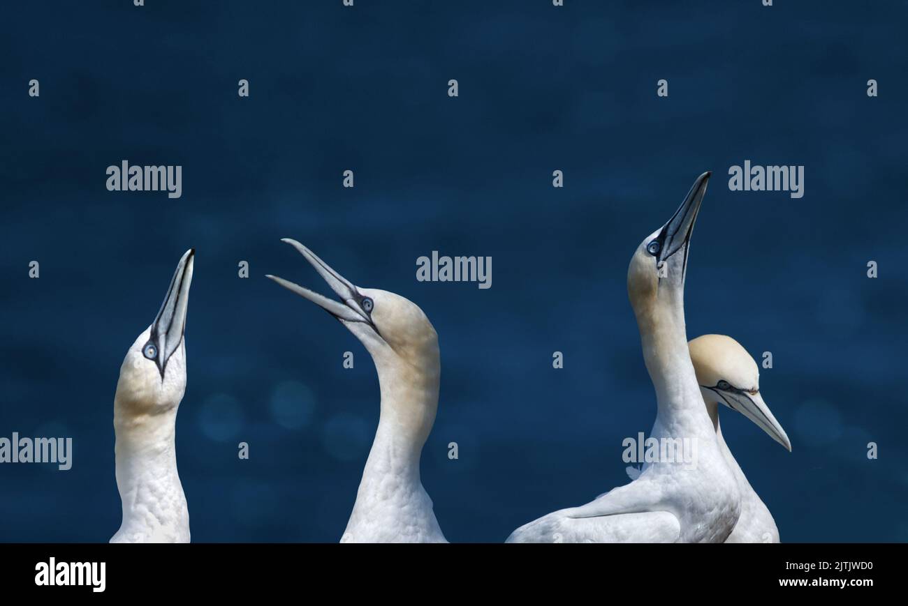 Courtship pose of the northern gannet hi-res stock photography and ...