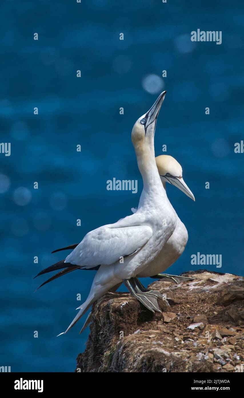 Courtship pose of the northern gannet hi-res stock photography and ...
