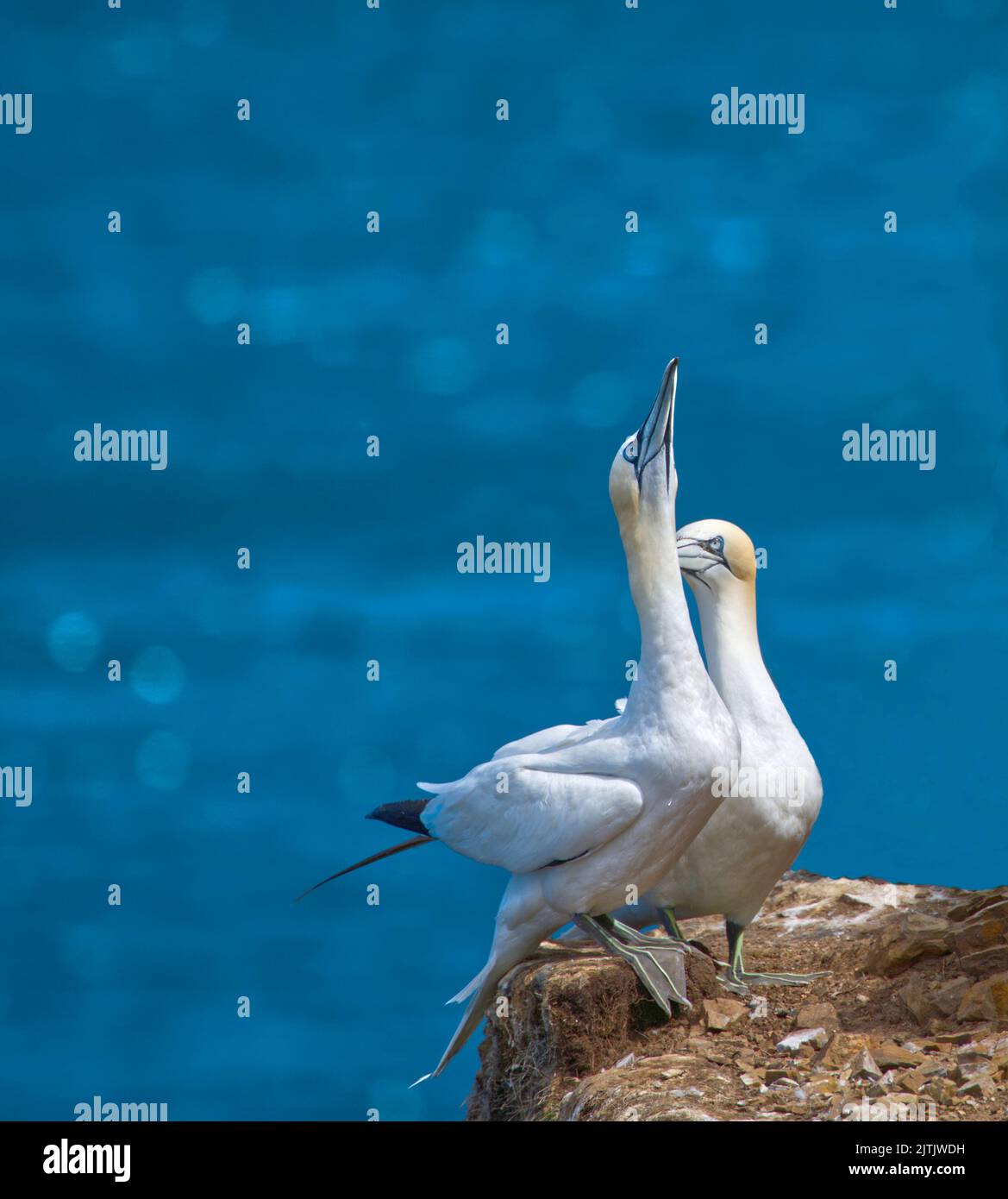 Courtship pose of the northern gannet hi-res stock photography and ...