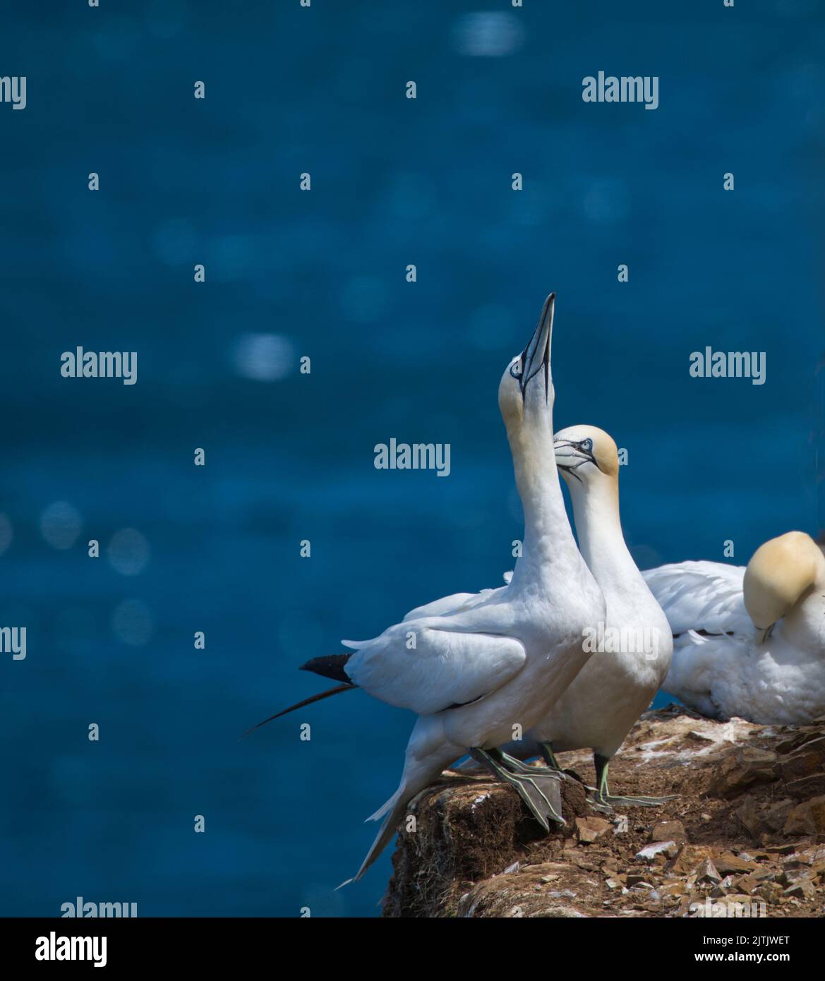 Courtship pose of the northern gannet hi-res stock photography and ...