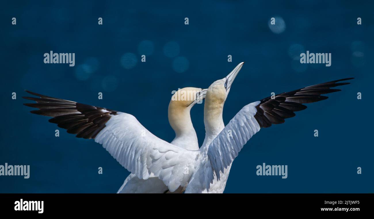Courtship pose of the northern gannet hi-res stock photography and ...